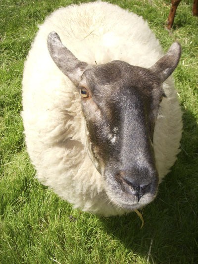 A sheep runs for mayor in support of PIE | Vashon-Maury Island Beachcomber