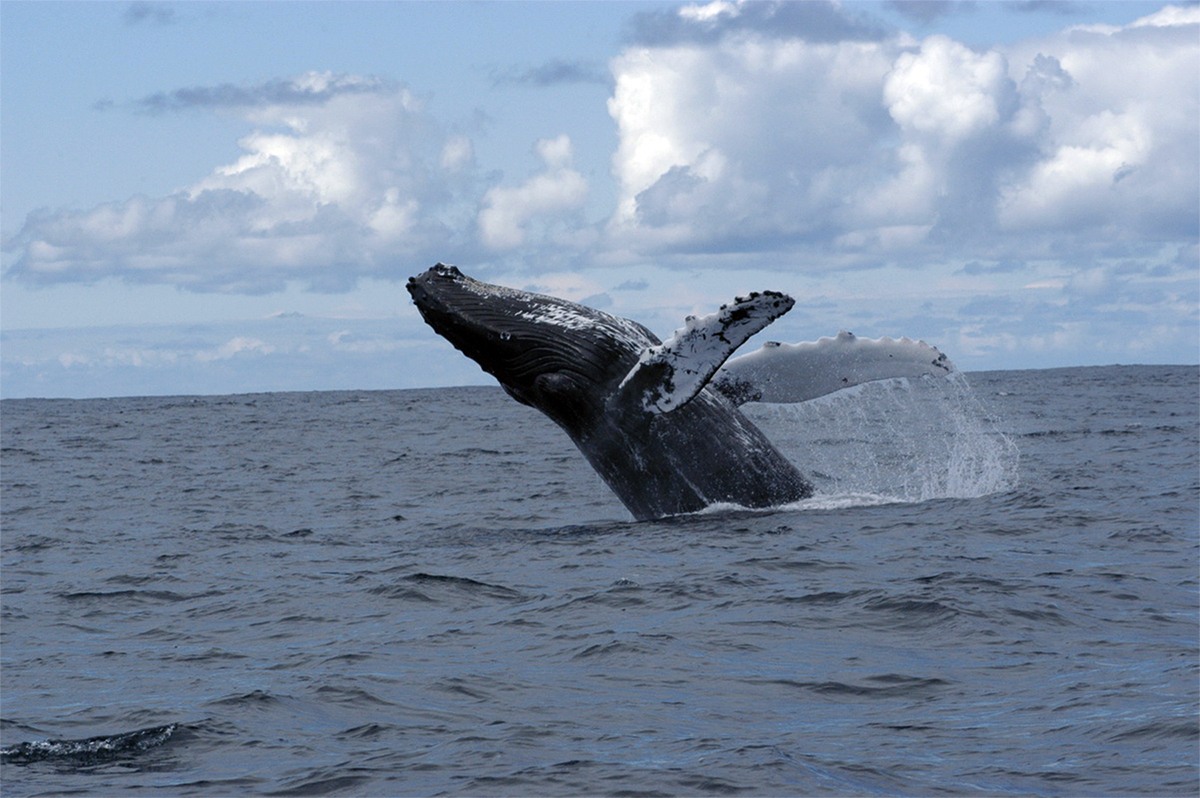 Whales are returning to the sound | Vashon-Maury Island Beachcomber