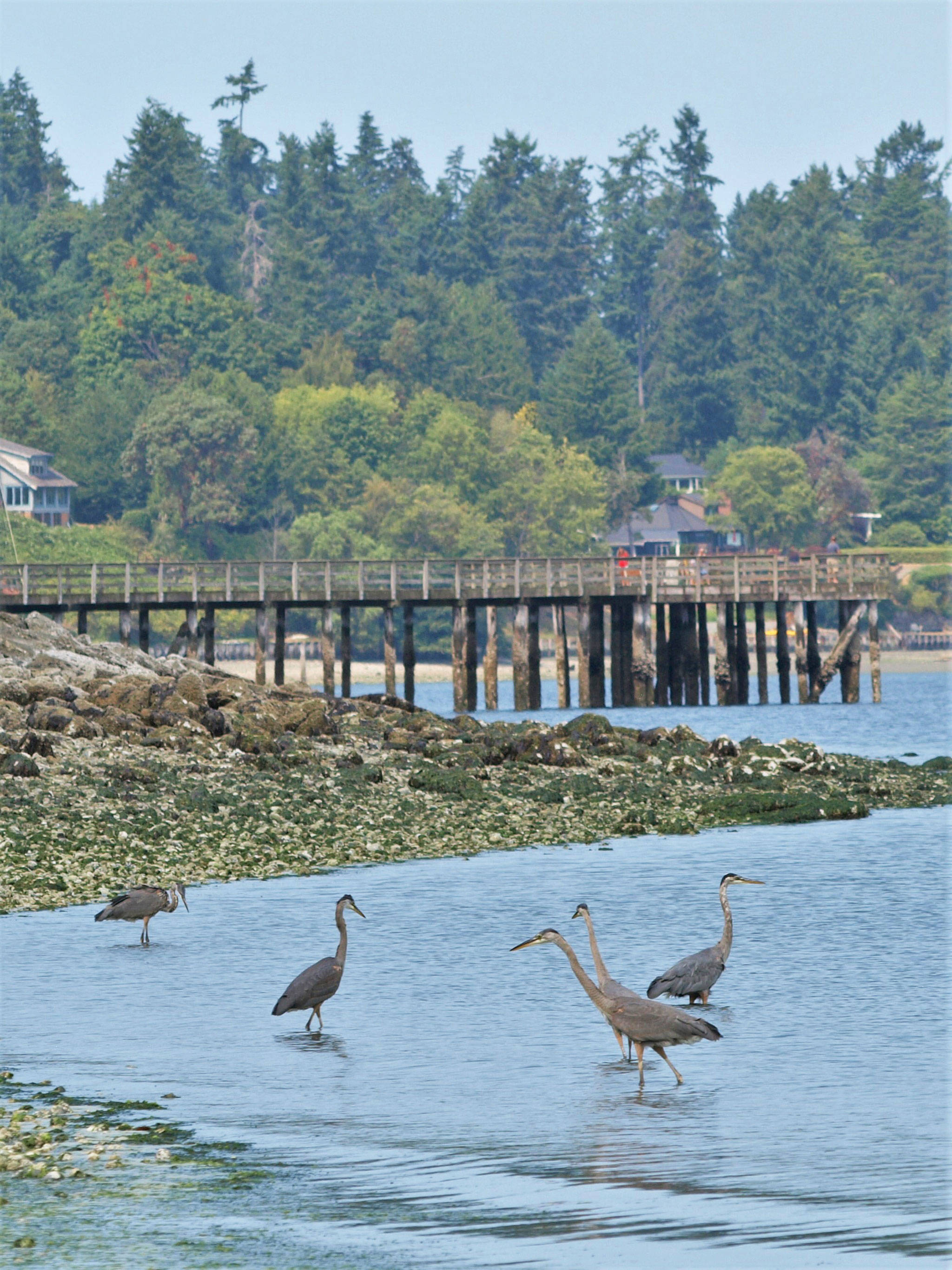 Welcome, rain and wildlife: Glad to say goodbye to smoky, hot summer ...