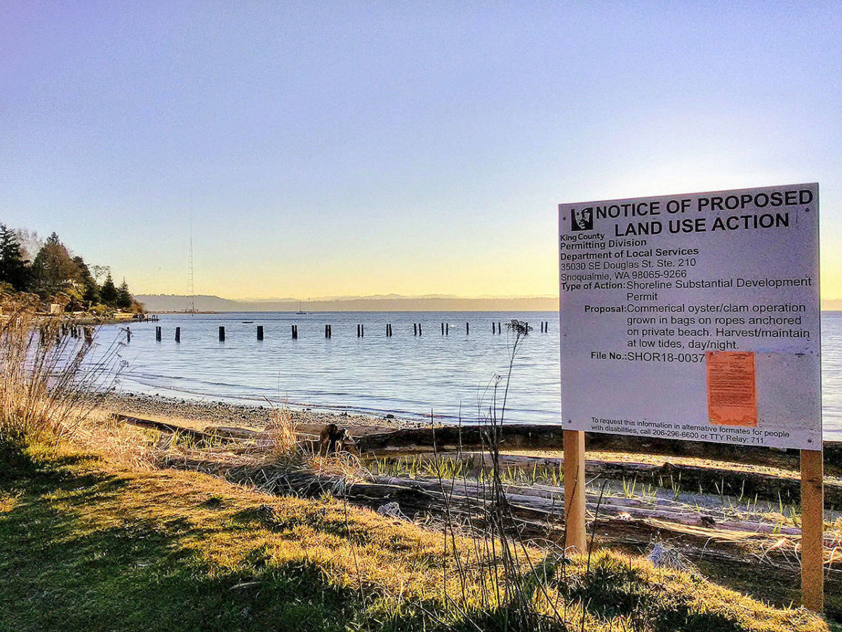 County considers island shellfish operation proposal | Vashon-Maury ...