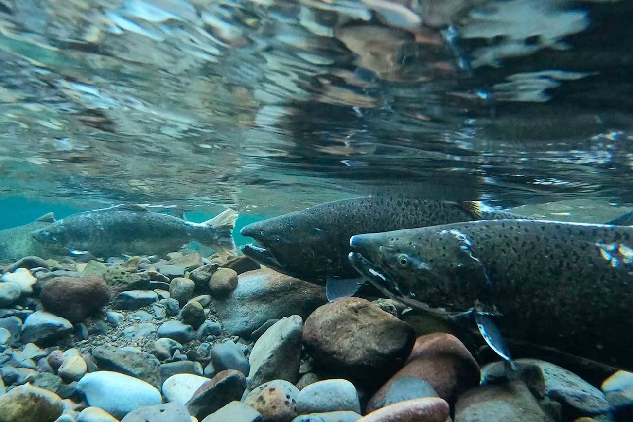 New documentary focuses on dams, orcas’ dependence on salmon | Vashon ...
