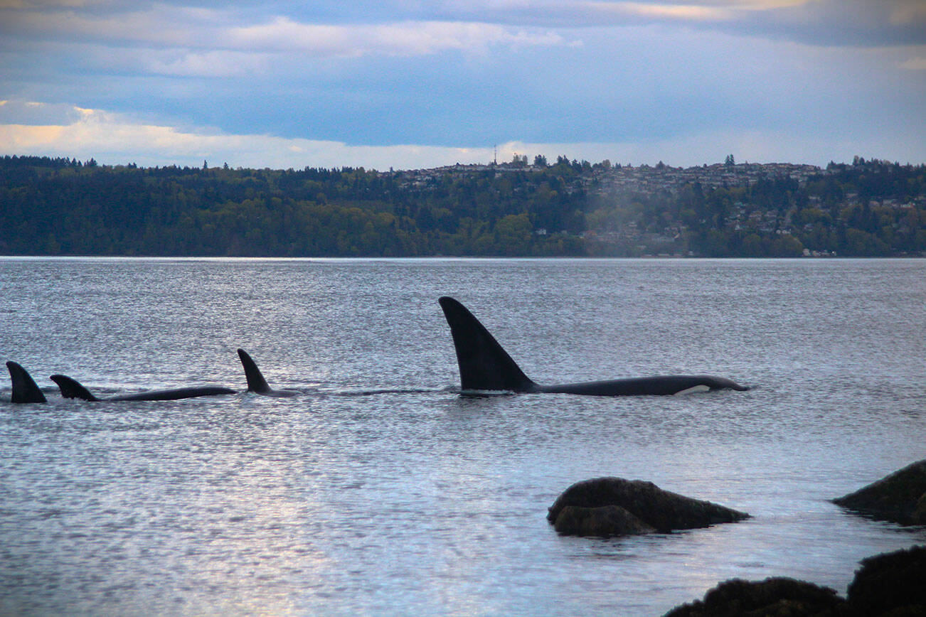 Orca pod visits Maury on Earth Day | Vashon-Maury Island Beachcomber