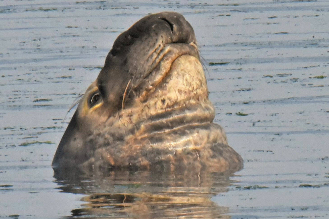 Scene & Heard: Charismatic visitor comes to Tramp Harbor | Vashon-Maury ...