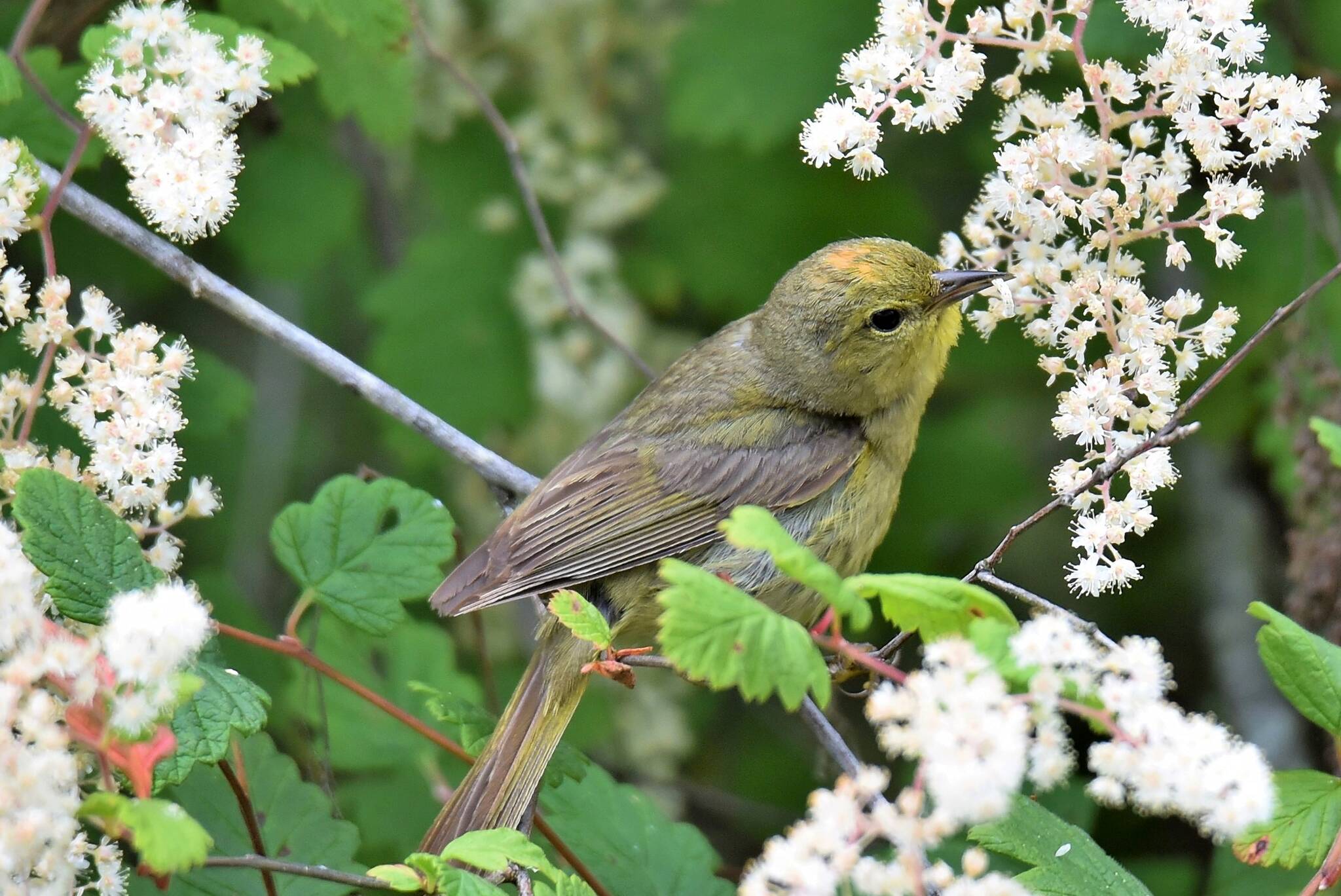 Helping birds on Earth Day, and every day | Vashon-Maury Island Beachcomber