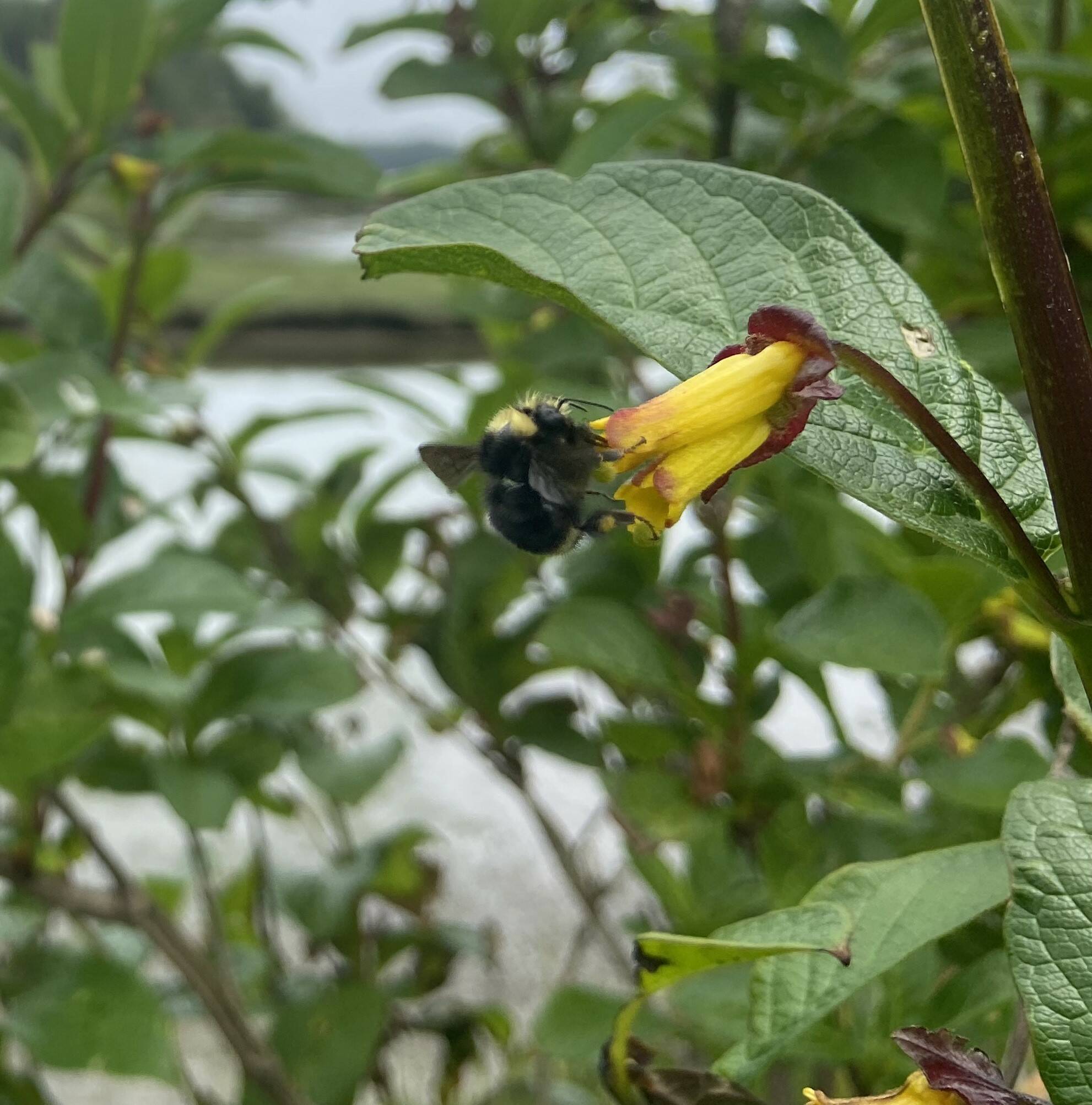 The value of truly native plants | Vashon-Maury Island Beachcomber