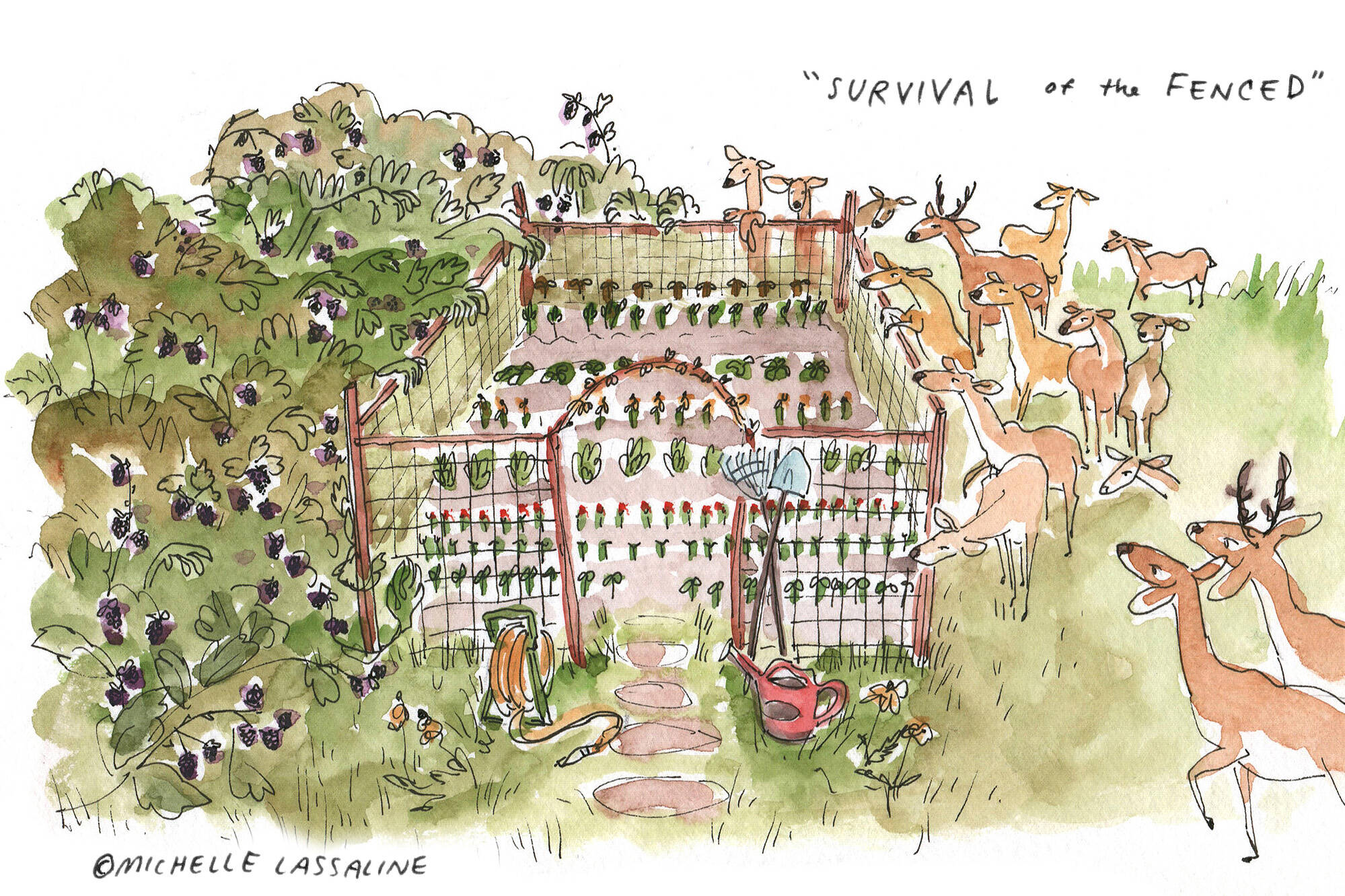 Survival of The Fenced | Vashon-Maury Island Beachcomber