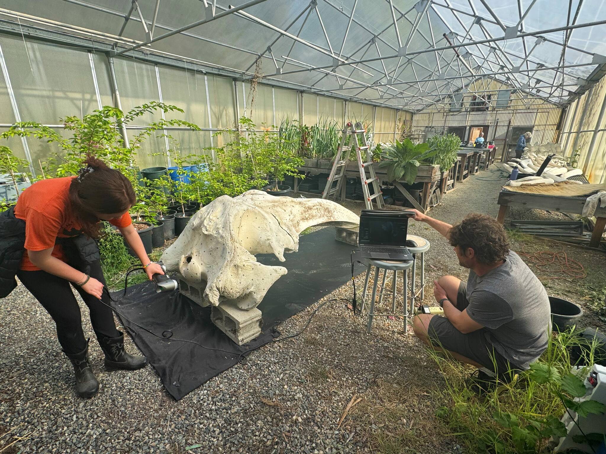 VHS students work with island’s gray whale bones | Vashon-Maury Island ...