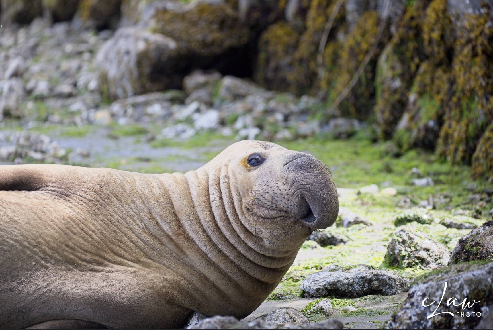 Tramp Harbor to come alive on big screen at upcoming event | Vashon ...