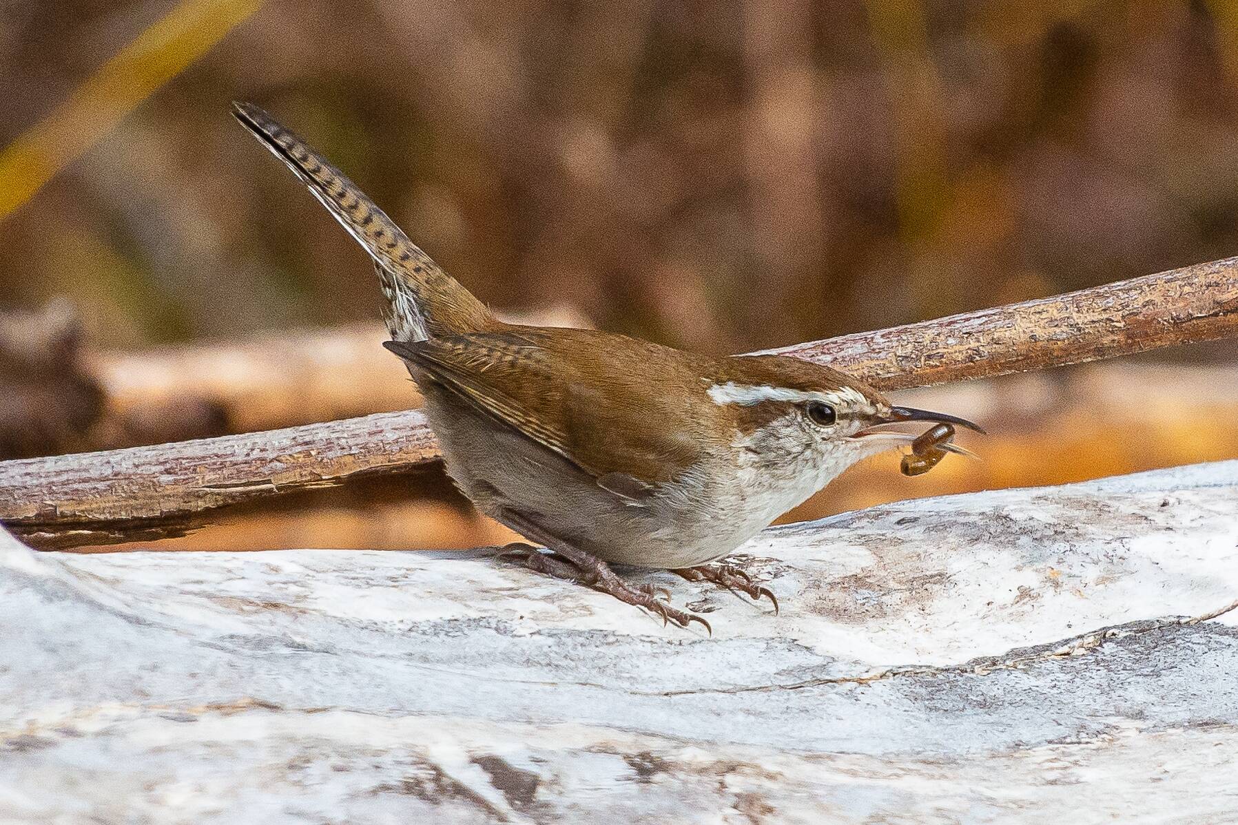 Support migratory birds by growing native plants | Vashon-Maury Island ...