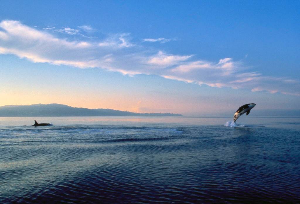 Through his lens, Ray Pfortner teaches others to see | Vashon-Maury ...